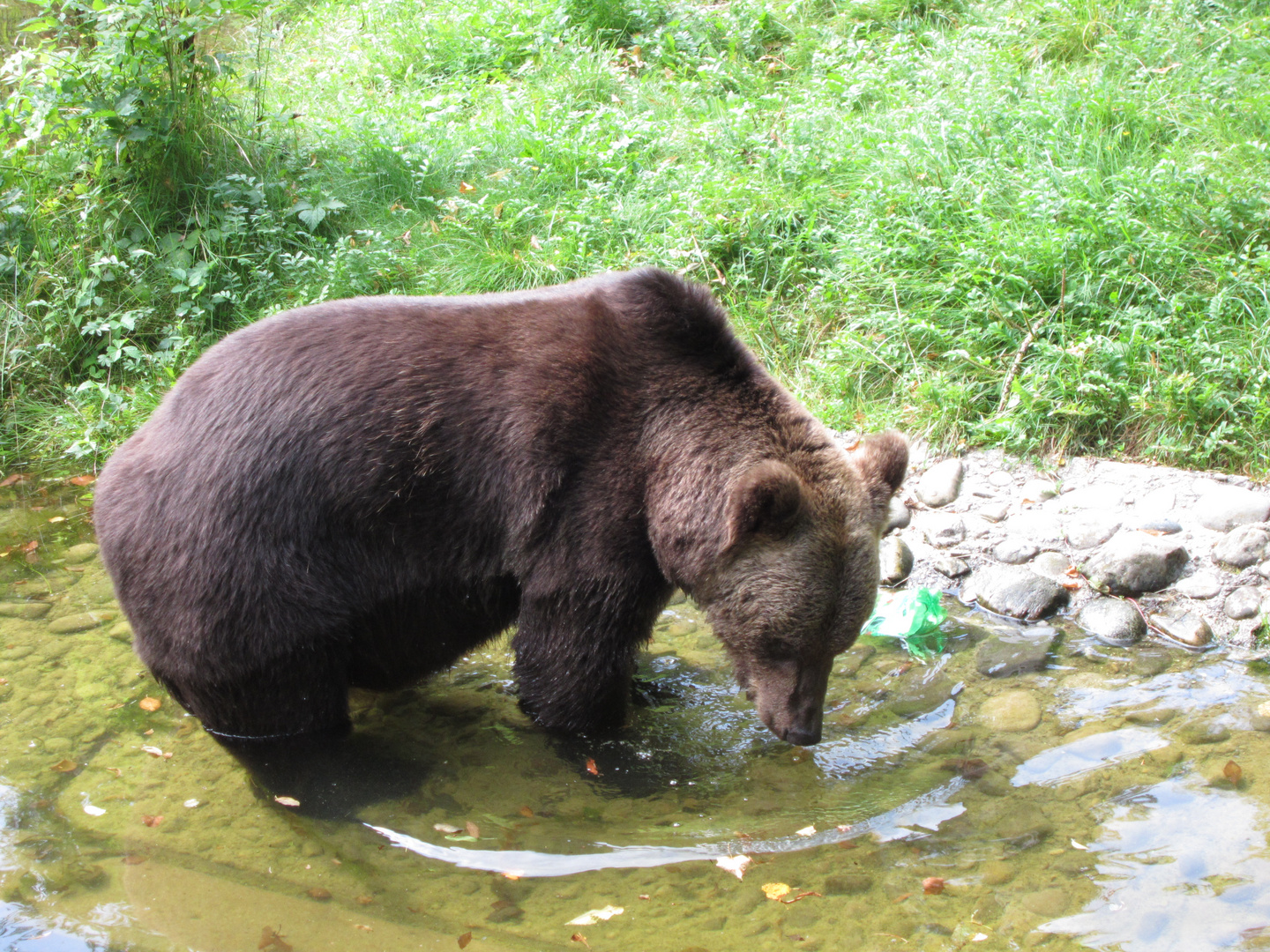 Sehr warm Foto & Bild | tiere, wildlife, natur Bilder auf fotocommunity