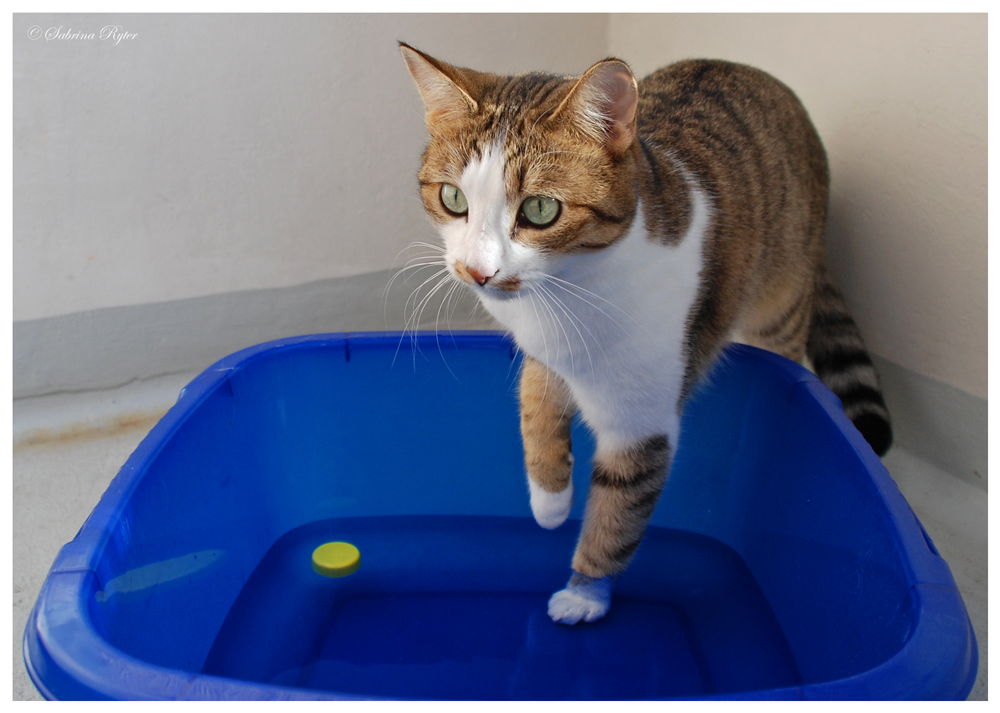 Seht mal wie mutig.. Foto & Bild | tiere, haustiere, katzen Bilder auf ...