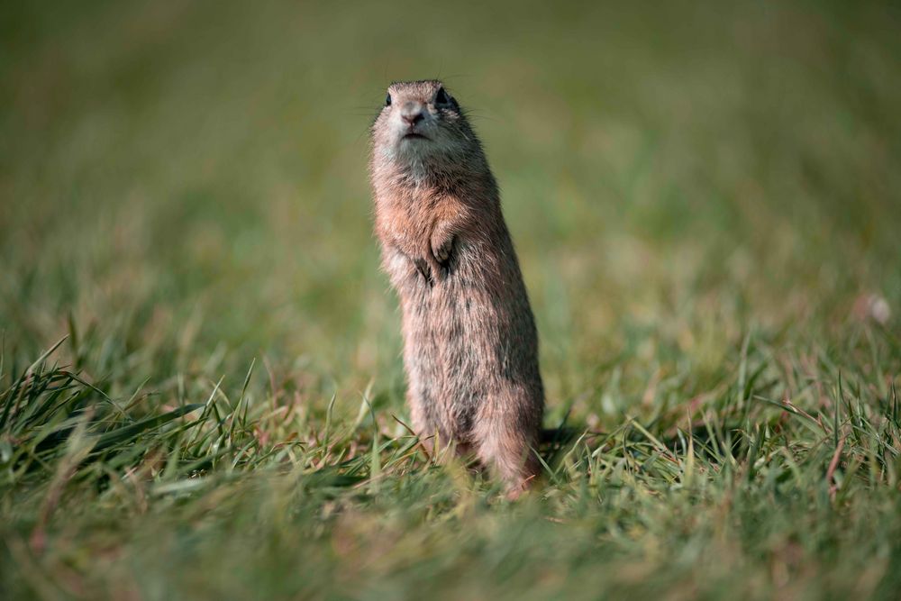 Sei auf der hut... Foto & Bild | tiere, wildlife, säugetiere Bilder auf ...
