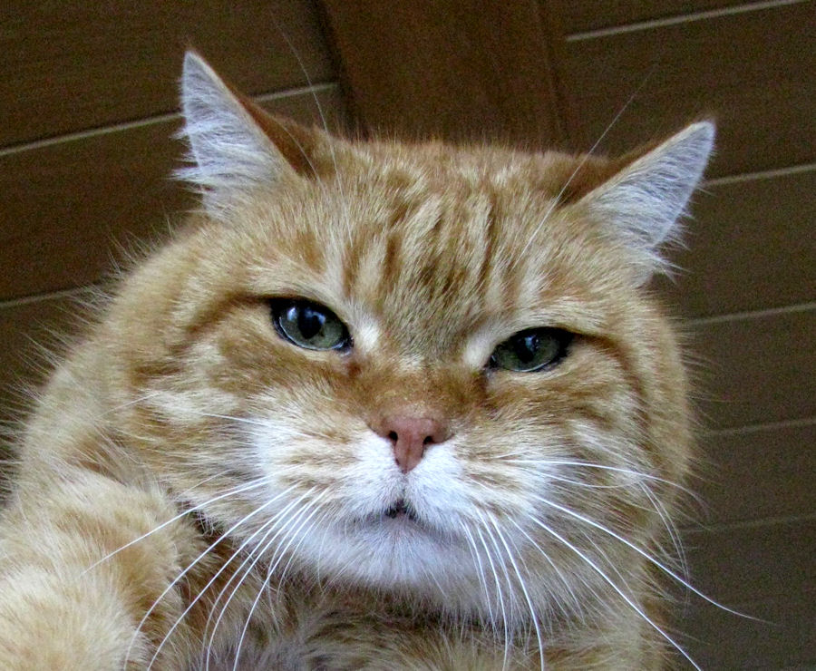 Sei froh... Foto & Bild | tiere, haustiere, katzen Bilder auf fotocommunity