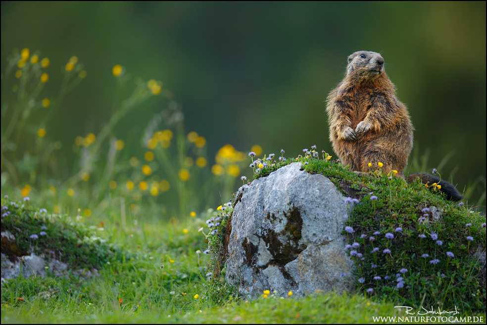 Sei immer wachsam! Foto & Bild | tiere, wildlife, säugetiere Bilder auf fotocommunity