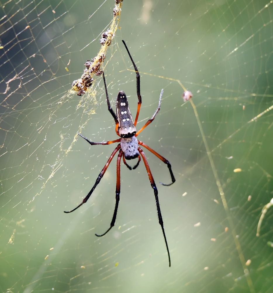 ...Seidenspinne (Nephila inaurata madagascariensis).... Foto & Bild ...
