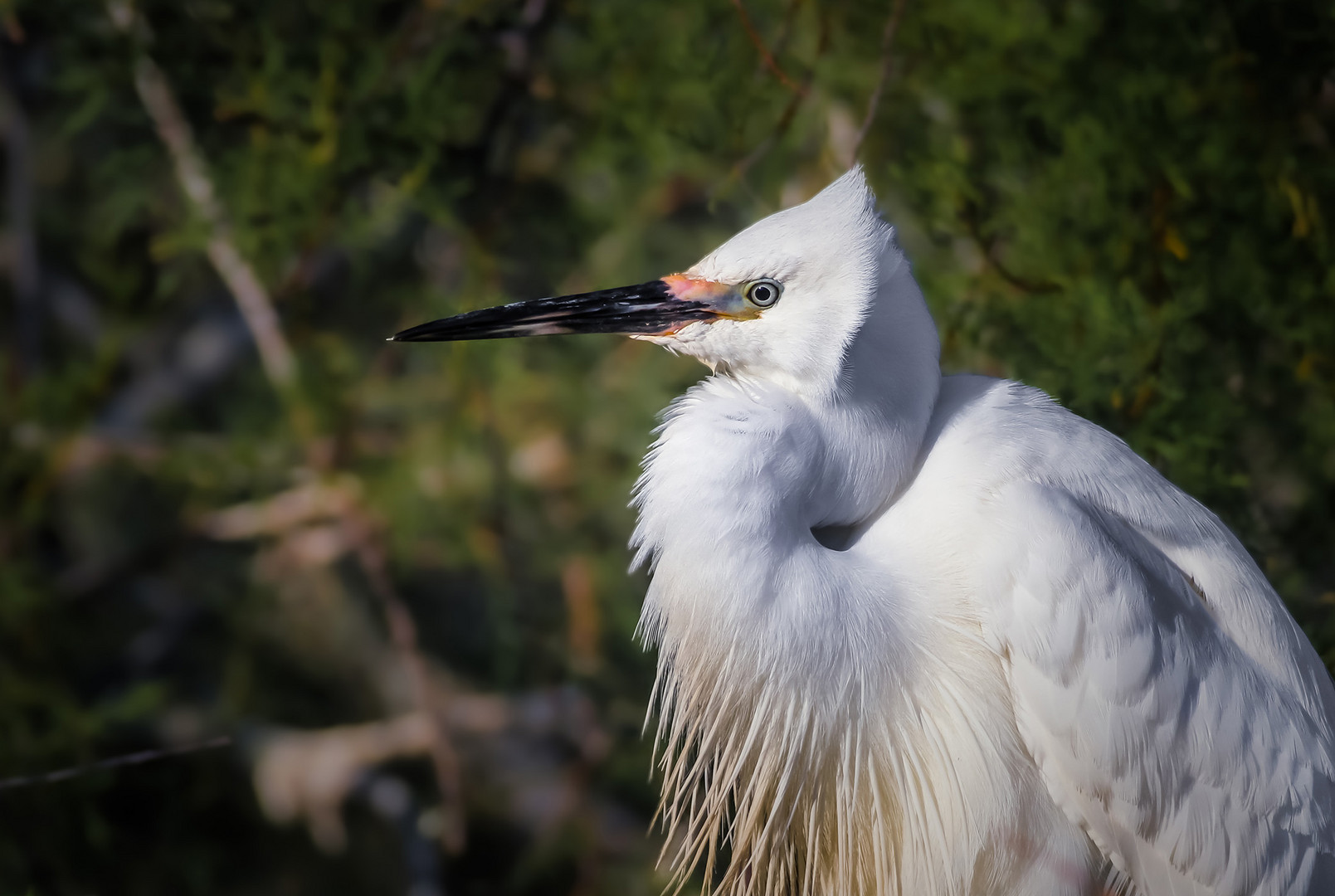 Seidi Foto & Bild | sommer, outdoor, natur Bilder auf fotocommunity