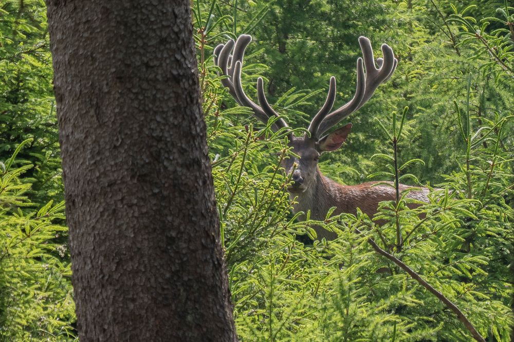 Sein Geweih Foto & Bild | natur, tiere, wildlife Bilder auf fotocommunity