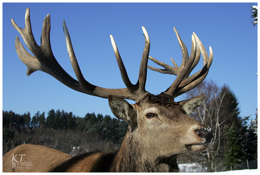 Sein Geweih..... Foto & Bild | tiere, zoo, wildpark & falknerei ...