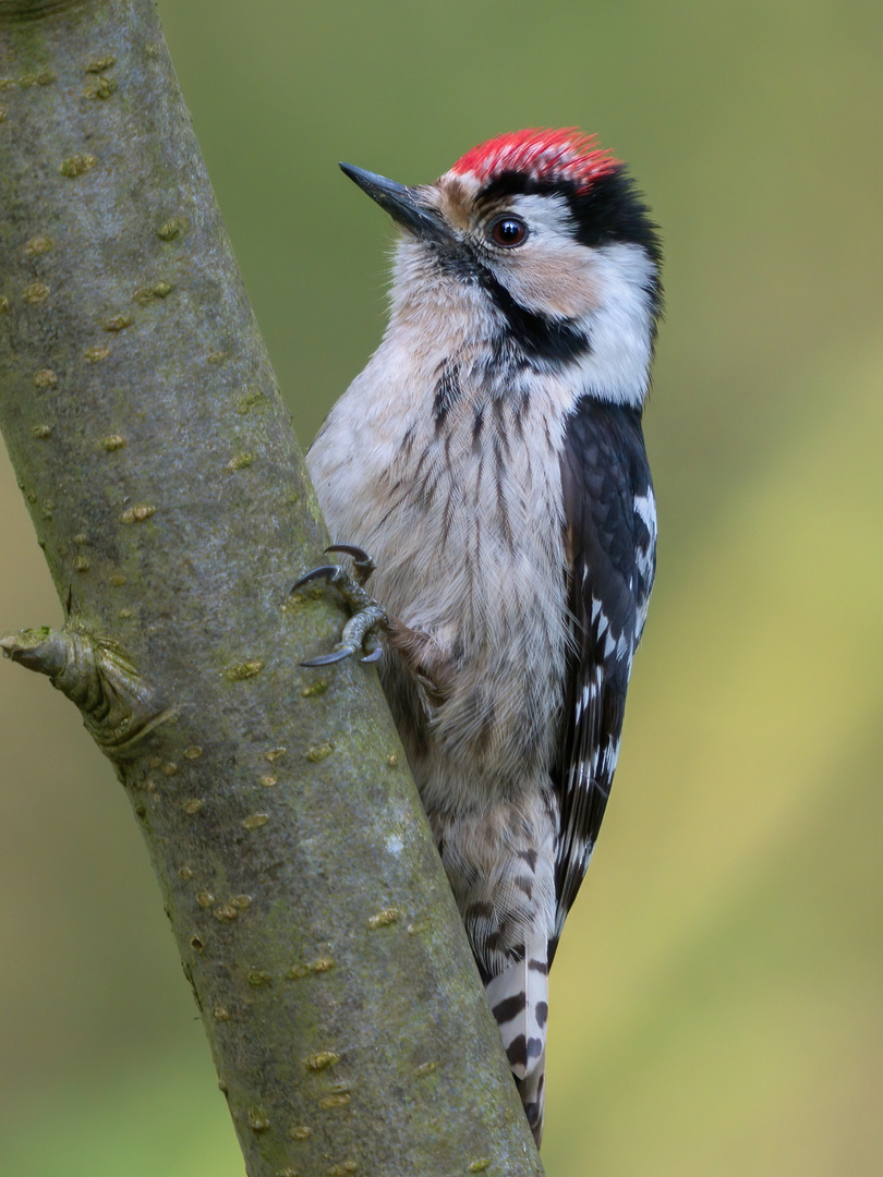 Selten zu sehen - ein Kleinspecht. Foto & Bild | tiere, wildlife, wild ...