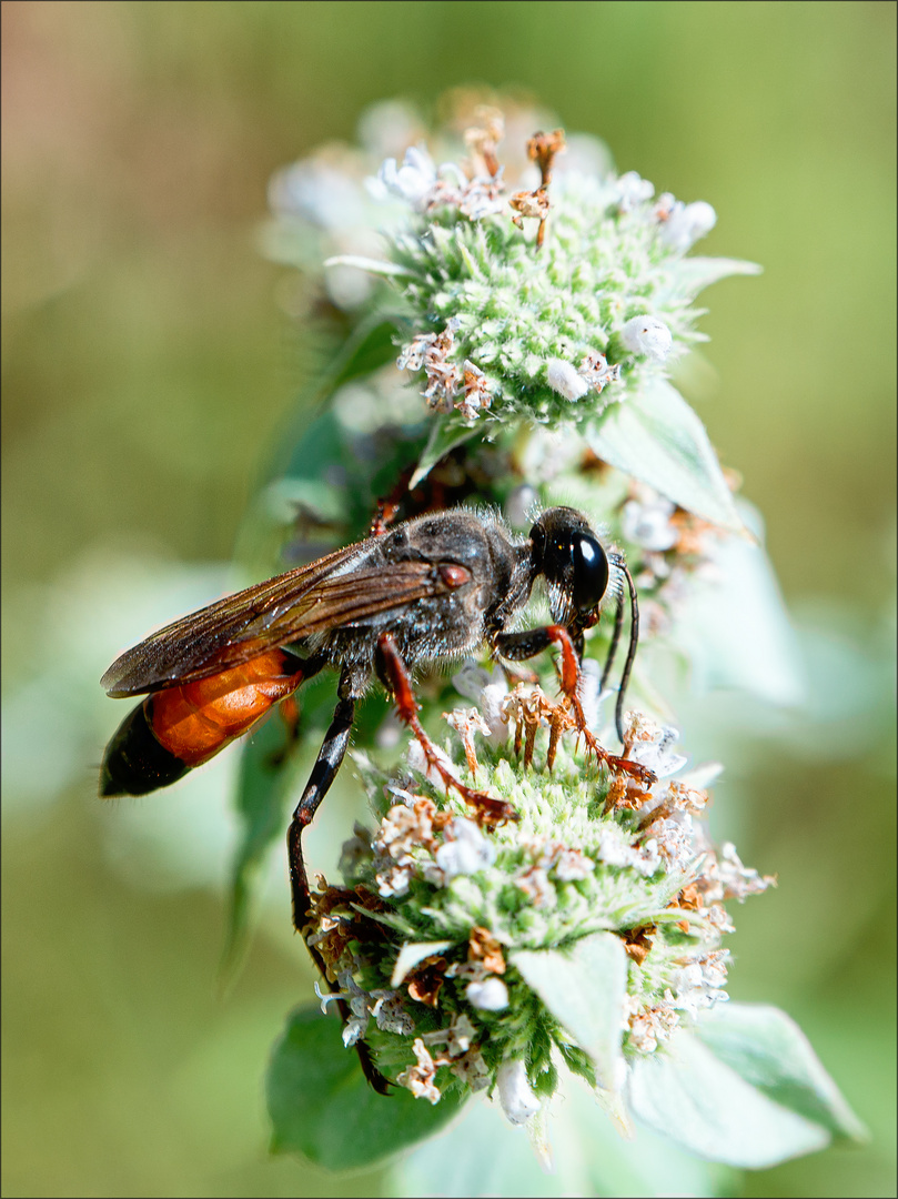 Seltene, aus südlichen Ländern stammende Heuschreckensandwespe (Sphex ...