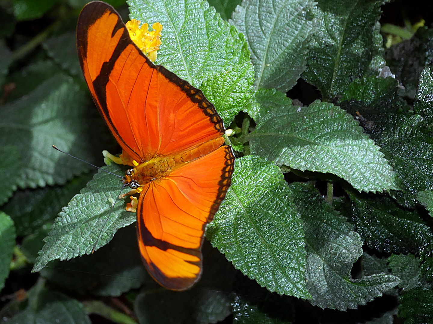 seltene Falter 42 Foto & Bild | tiere, wildlife, schmetterlinge Bilder ...