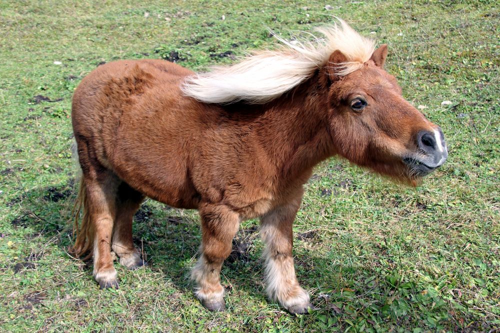Seltene Pferderasse beim Wamdern im Gebirge gesehen Foto & Bild ...