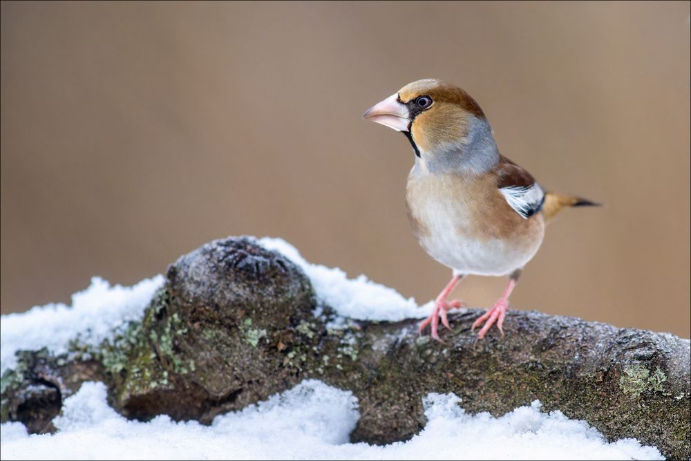 Seltener Besuch Foto & Bild | tiere, wildlife, wild lebende vögel Bilder auf fotocommunity