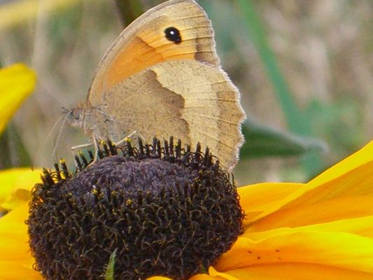 Nicole Oppermann - Fotos & Bilder - Fotografin aus Lüneburg ...