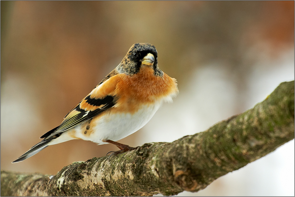 seltener Gast III Foto & Bild | tiere, wildlife, wild lebende vögel Bilder auf fotocommunity