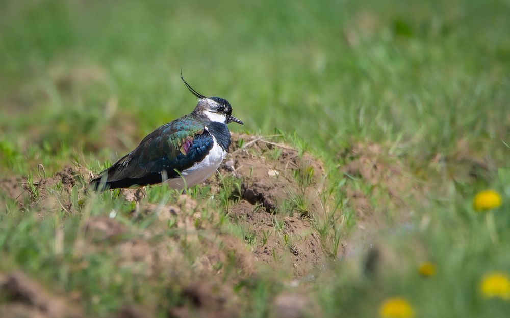 Seltener Gast und Vogel des Jahres 2024 Foto & Bild | fotos, frühling, natur Bilder auf ...