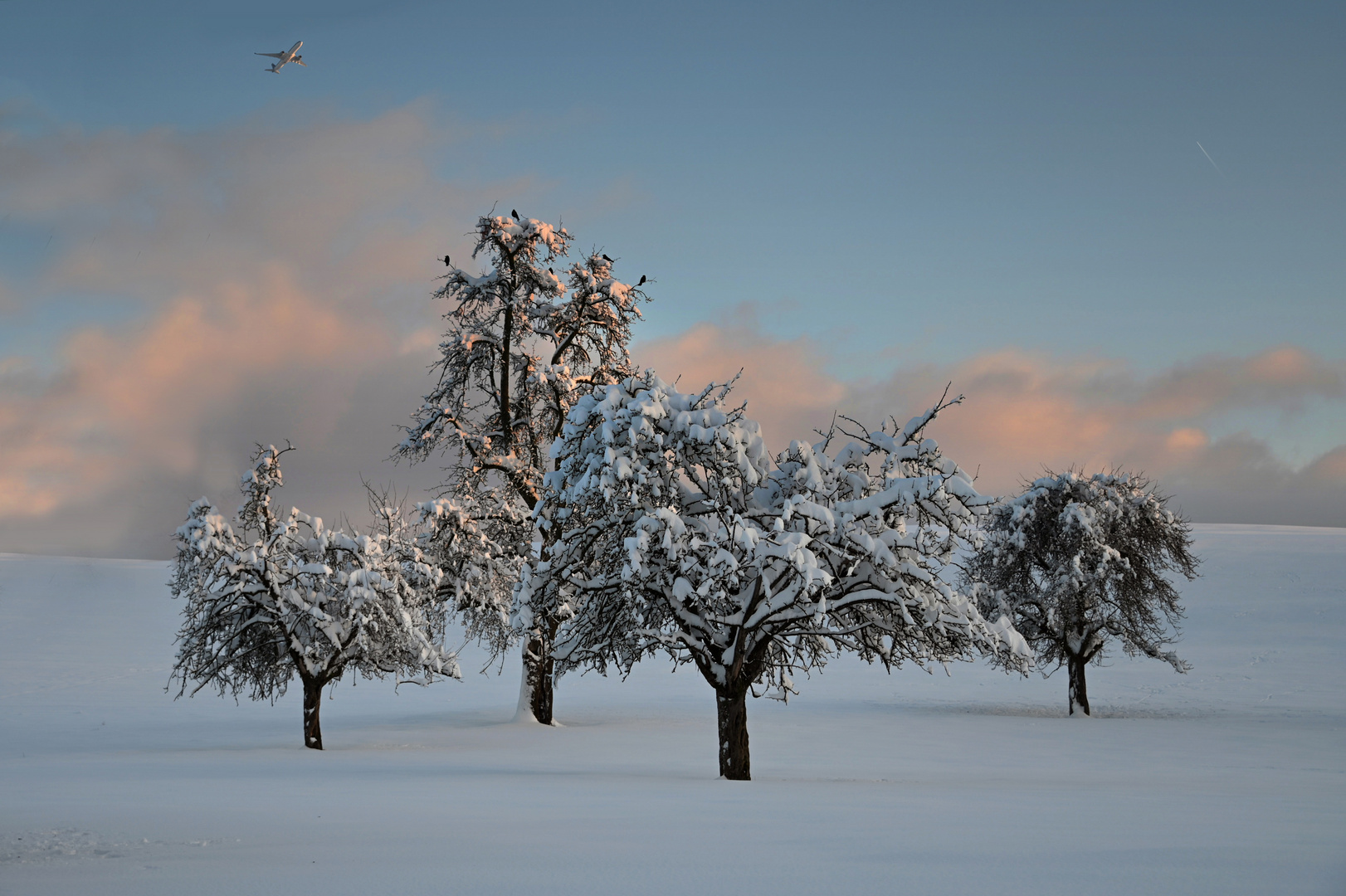 seltener Vogel Foto & Bild | bäume, winter, schnee Bilder auf fotocommunity