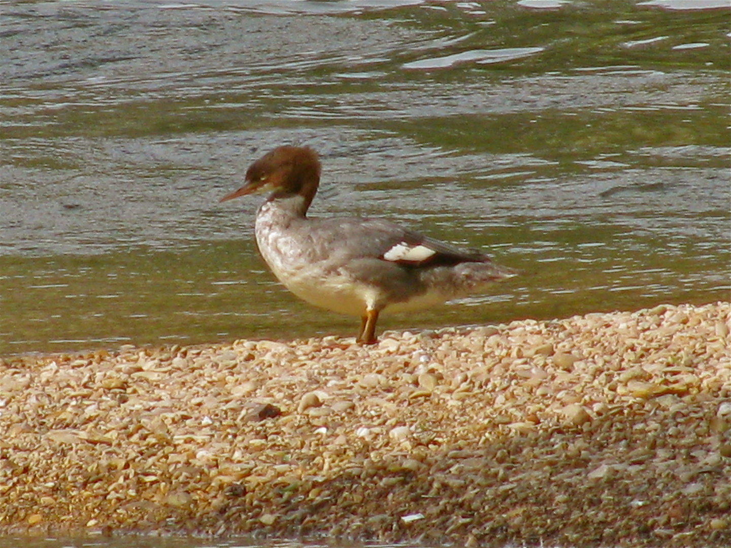 ...seltener VOGEL ??!!... Foto & Bild | tiere, wildlife, wild lebende ...