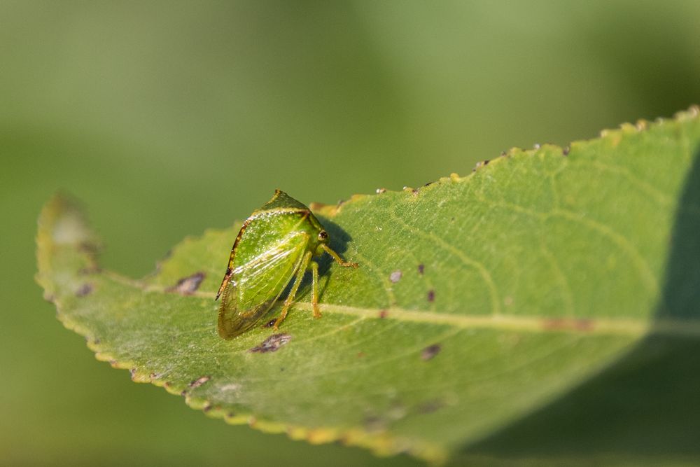 Seltener Winzling - die Büffelzikade Foto & Bild | tiere, wildlife ...