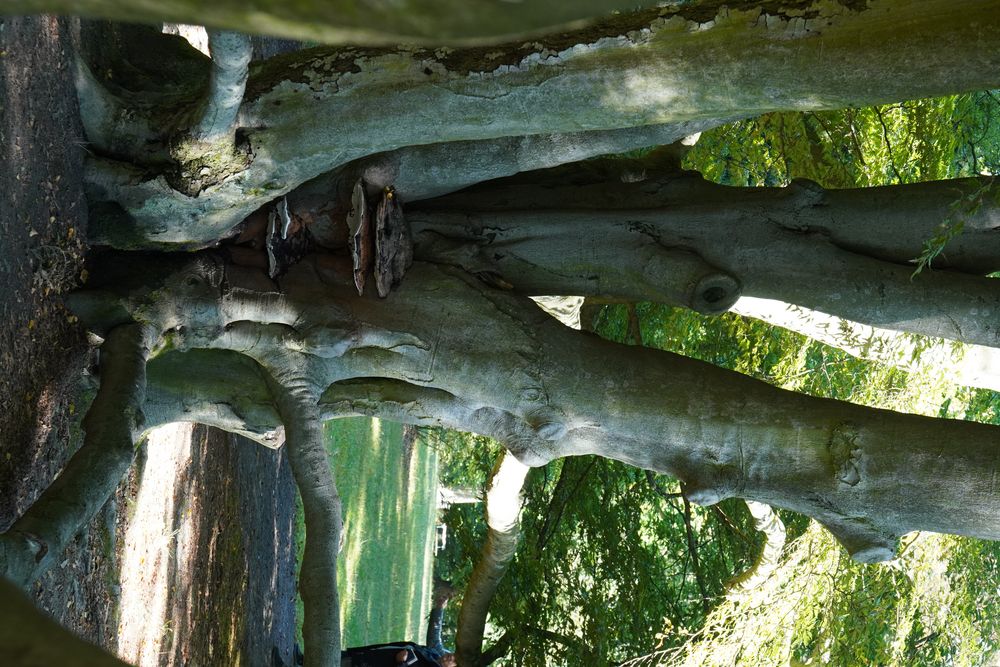 seltsame Bäume Foto & Bild | wald, sommer, natur Bilder auf fotocommunity