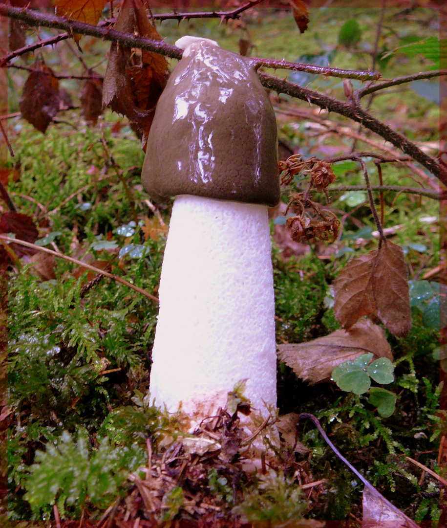 Seltsamer Pilz......... todsicher Essbar ? Foto & Bild | pflanzen ...
