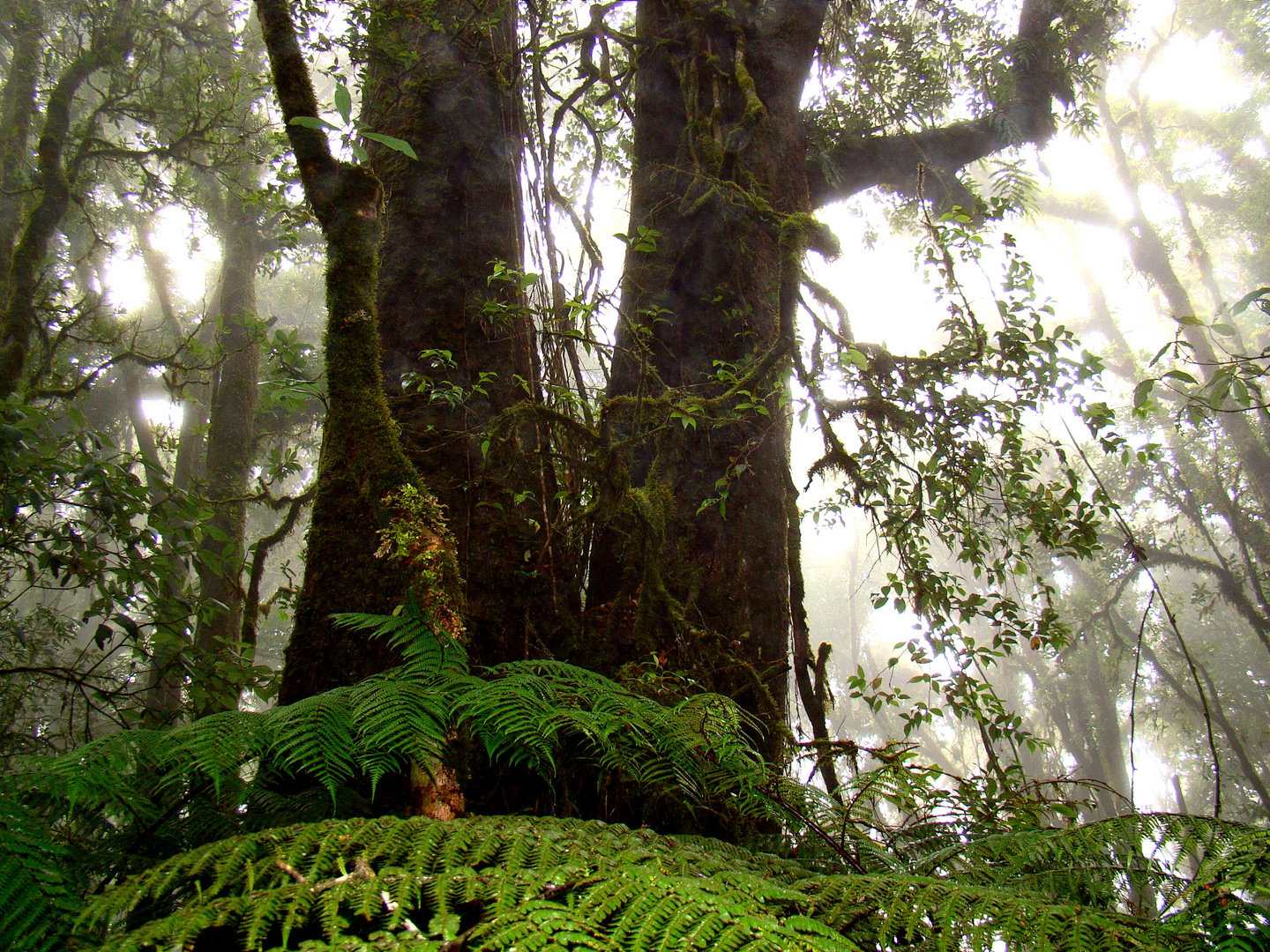 selva húmeda Imagen & Foto | plantas, Árboles, naturaleza Fotos de ...