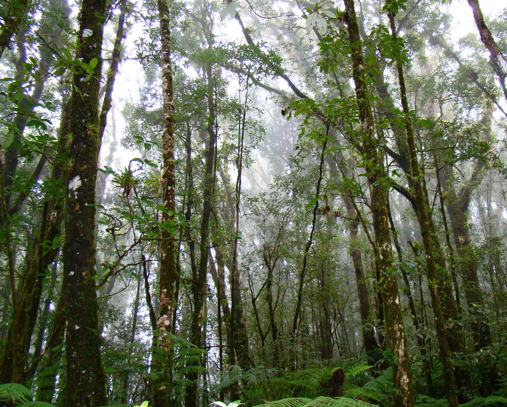 Selva húmeda II Imagen & Foto | plantas, Árboles, naturaleza Fotos de ...