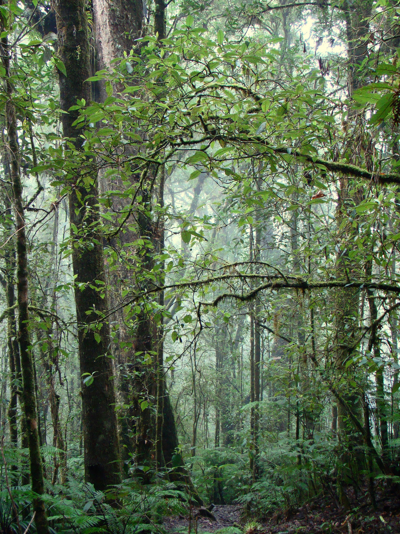 Selva Húmeda III Imagen & Foto | plantas, Árboles, naturaleza Fotos de ...