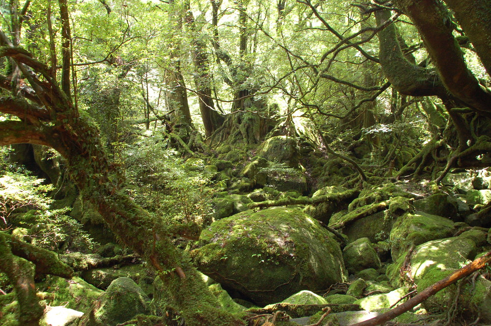 Selva virgen Imagen & Foto | naturaleza abstracta, naturaleza Fotos de ...