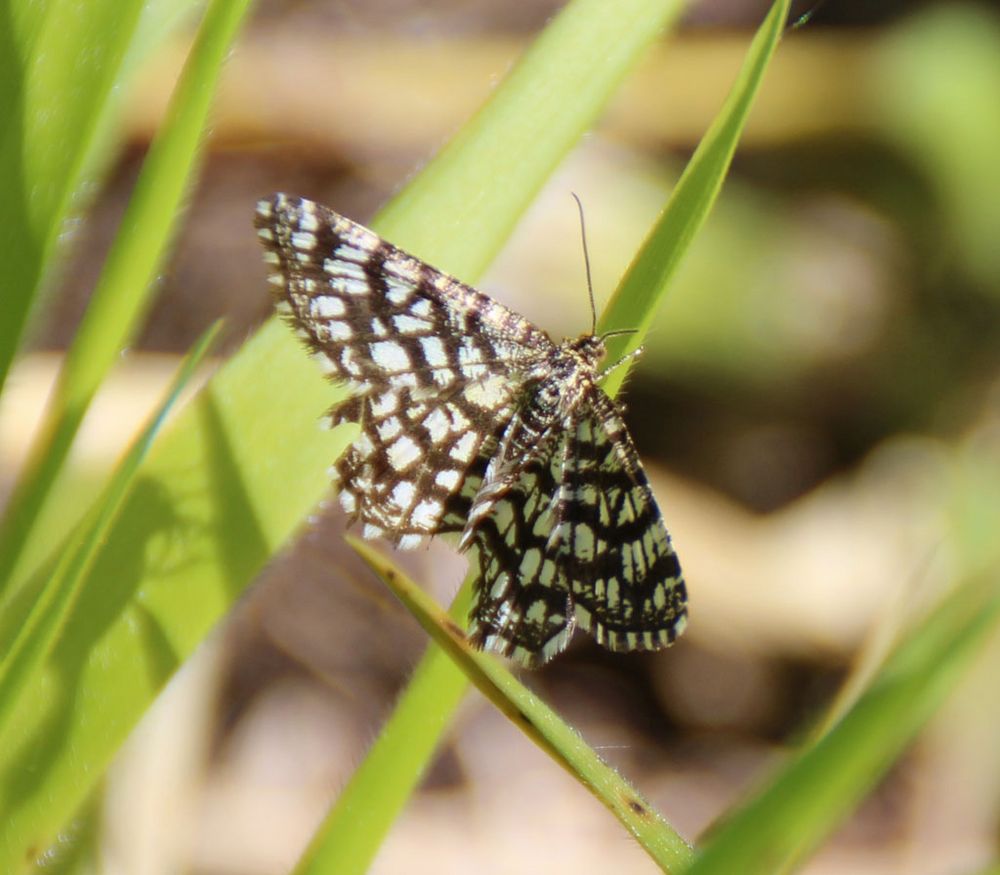 Semithosea (Chiasmia) cladratha- Klee Gitterspanner Foto & Bild ...