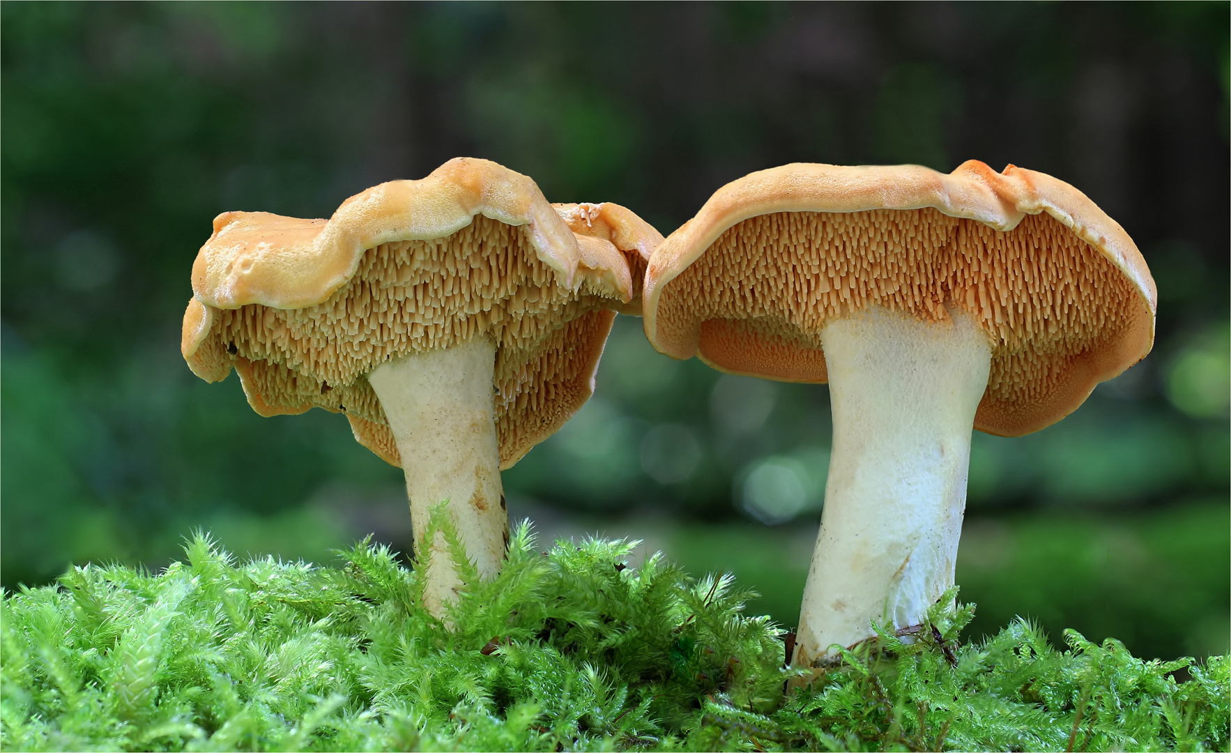 Semmelstoppelpilz ( Hydnum repandum ) Foto & Bild | pflanzen, pilze ...