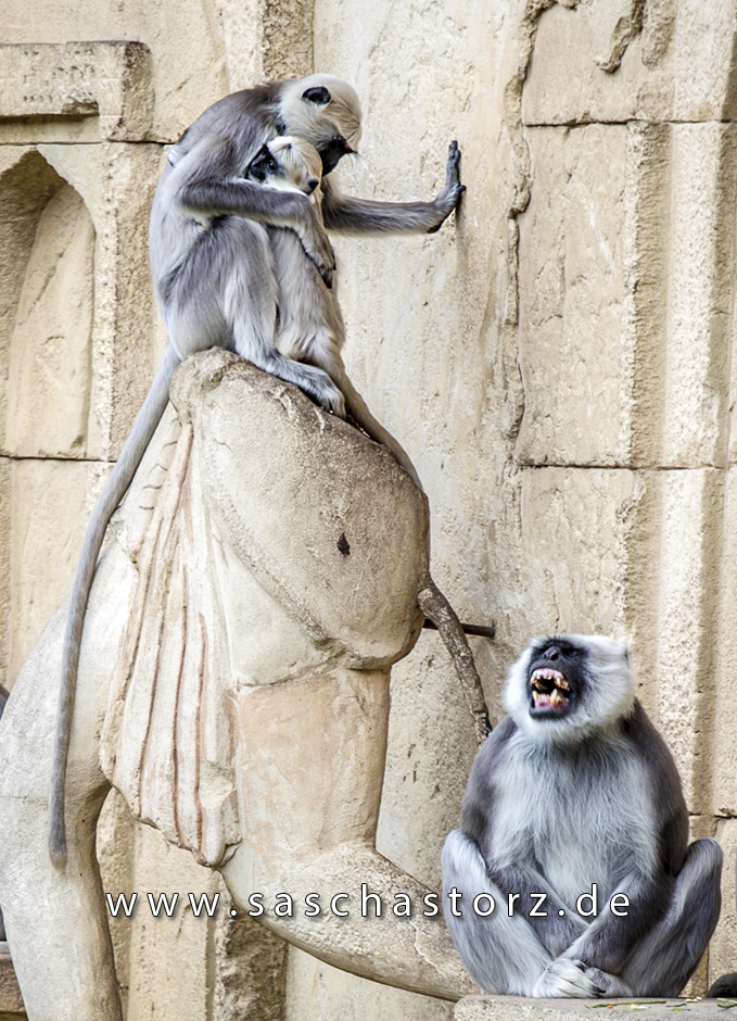 Semnopithecus Foto & Bild | tiere, zoo, wildpark & falknerei ...