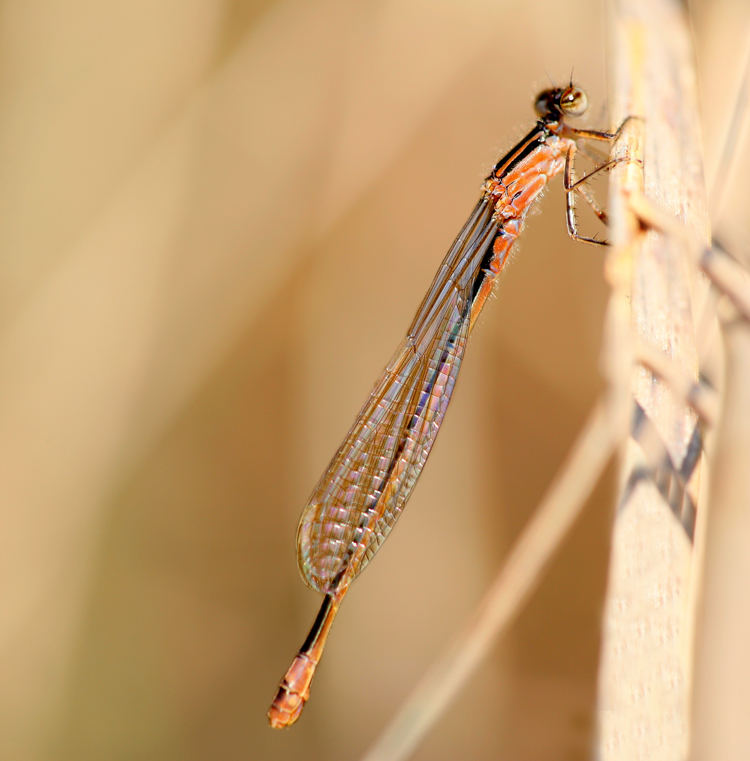 sempre libellula Foto % Immagini| macro e close up, fotografia macro ...