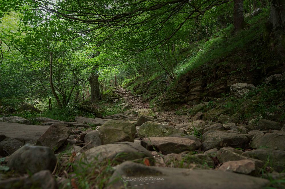 Sendero Imagen & Foto | paisajes, bosques, fotos Fotos de fotocommunity