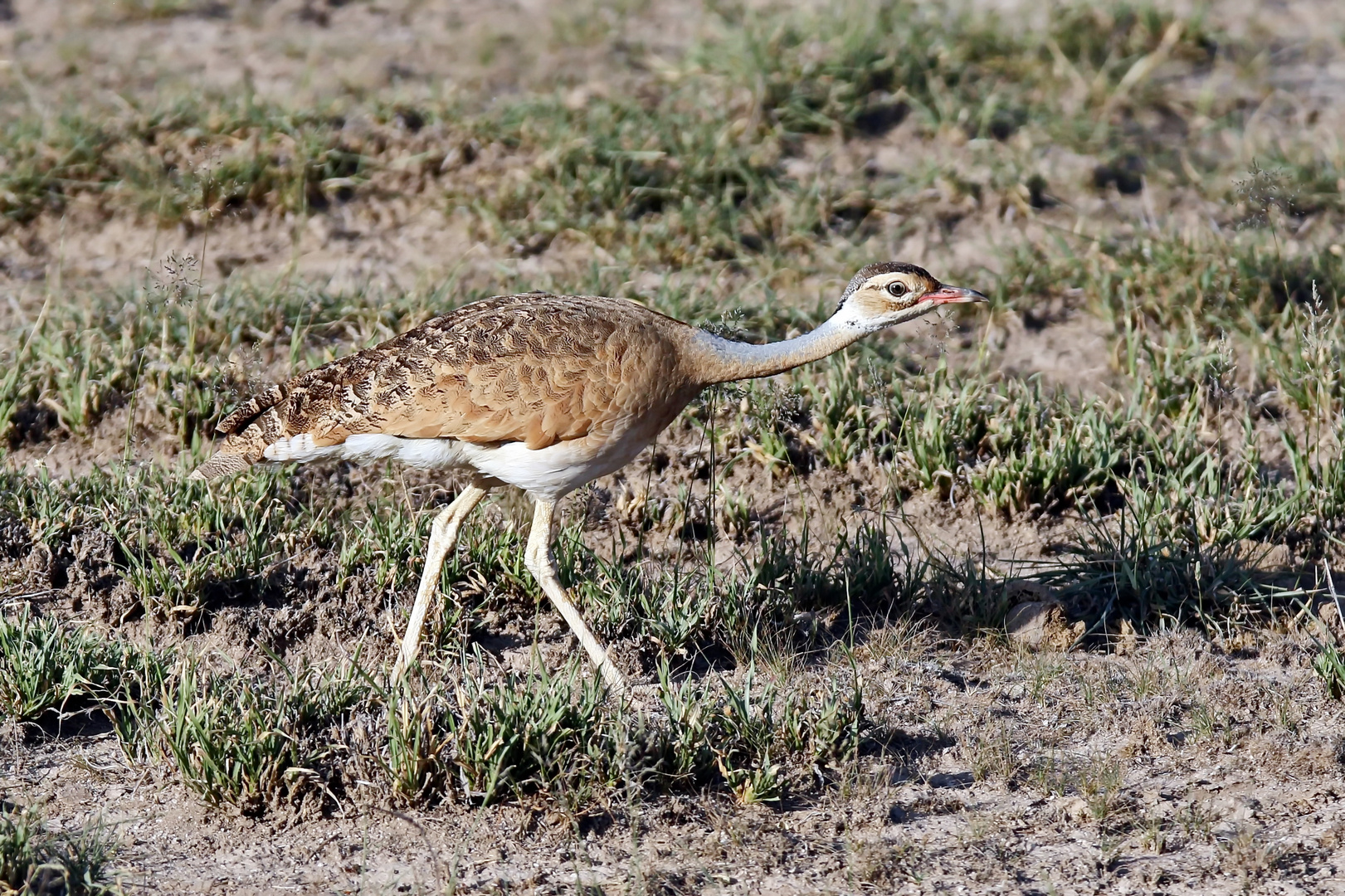 Senegaltrappe-Henne Foto & Bild | natur, afrika, tiere Bilder auf ...