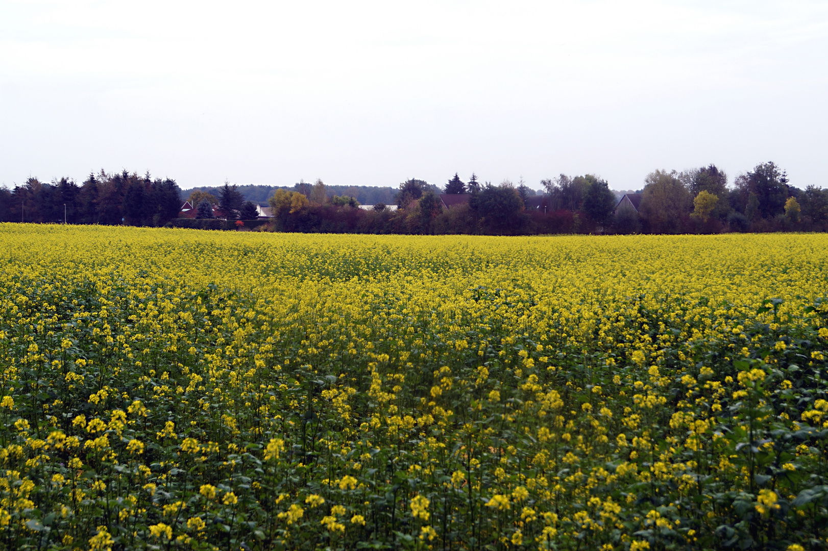 Senf Foto & Bild | natur, herbst, landschaft Bilder auf fotocommunity