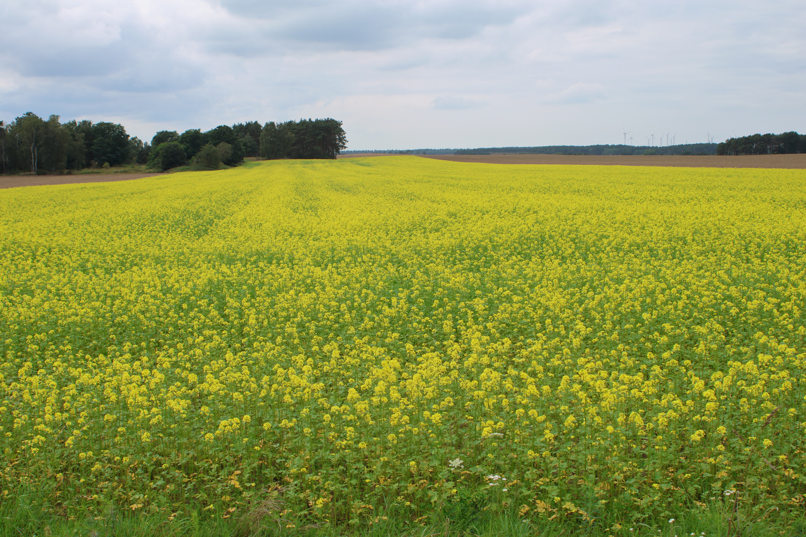 Senffeld Foto & Bild | pflanzen, pilze & flechten, landschaft, Äcker ...