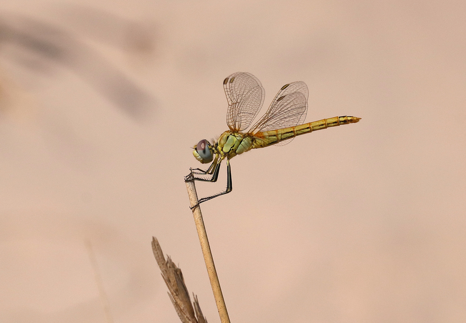 Senora Lisa Libell Foto & Bild | tiere, wildlife, libellen Bilder auf ...