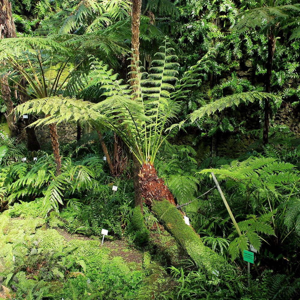 Sensation - Pflanzen schon im Silur ausgepreist! Foto & Bild | pflanzen ...