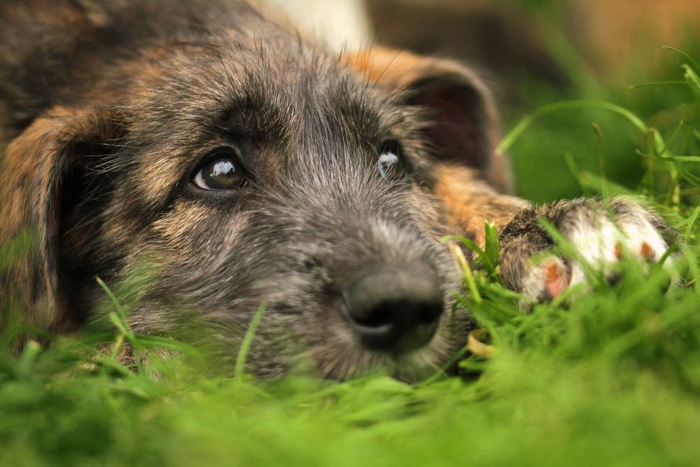 sensitive Foto & Bild | tiere, haustiere, hunde Bilder auf fotocommunity