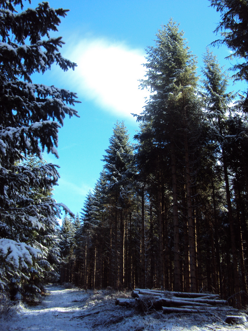 sentier forestier photo et image | paysages, paysages de montagne ...