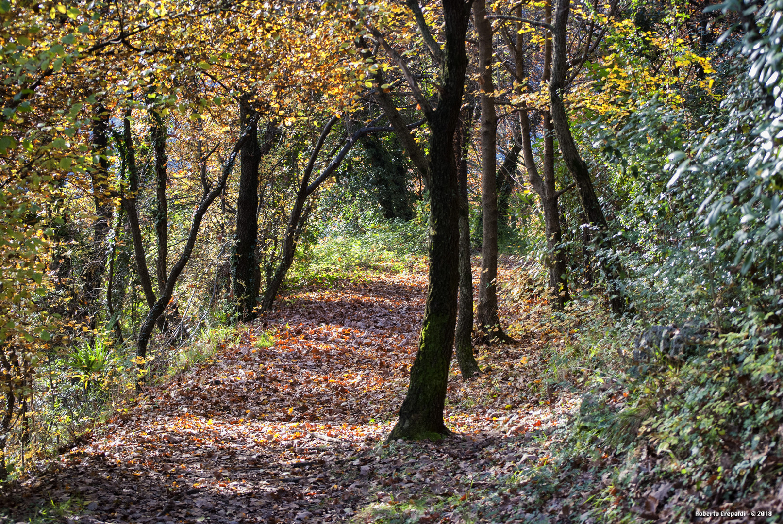 Sentiero nel bosco Foto % Immagini| paesaggi, boschi e foreste, 2018 ...
