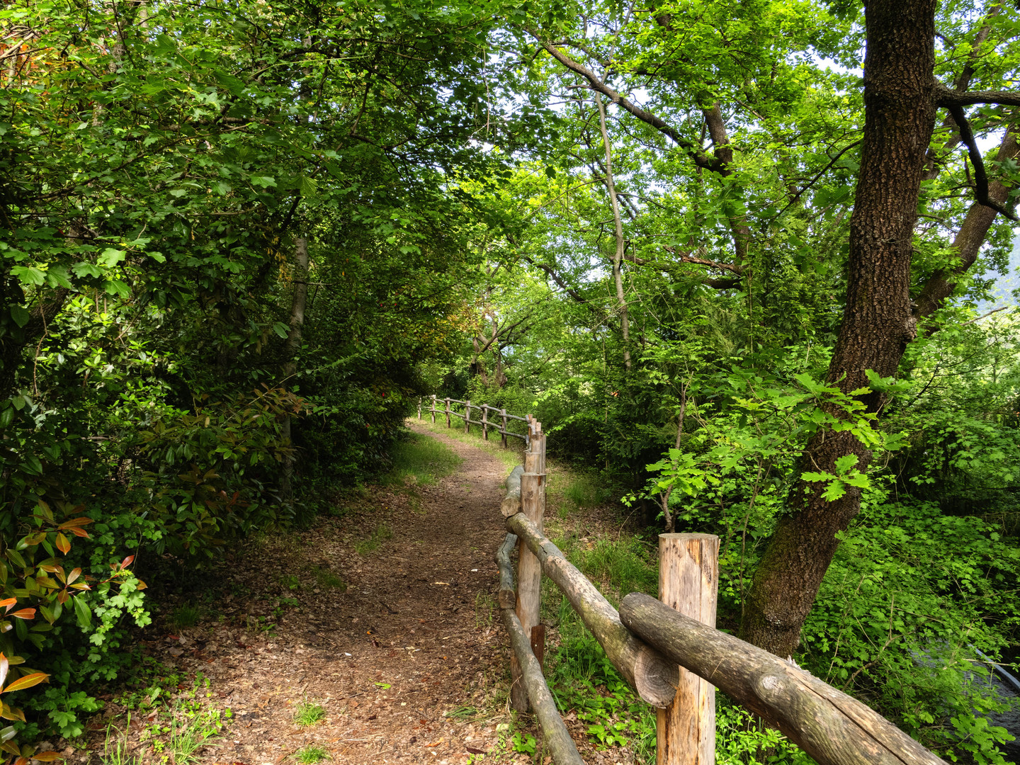 Sentiero nel bosco Foto % Immagini| paesaggi, campagna, boschi e ...