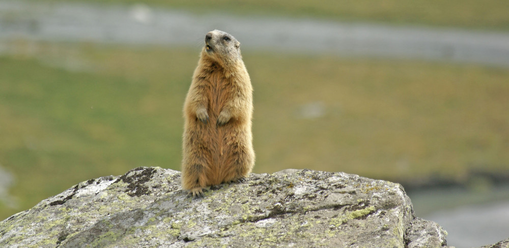 Sentinella Foto % Immagini| animali, animali allo stato libero ...