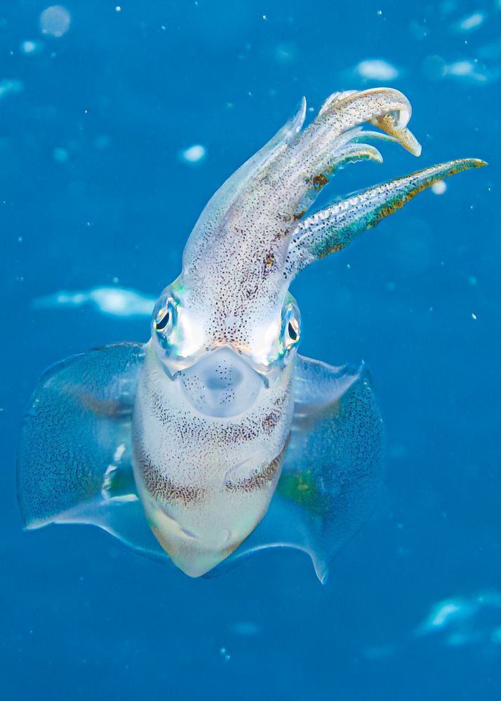 Sephia Foto & Bild | tiere, wildlife, fotos Bilder auf fotocommunity