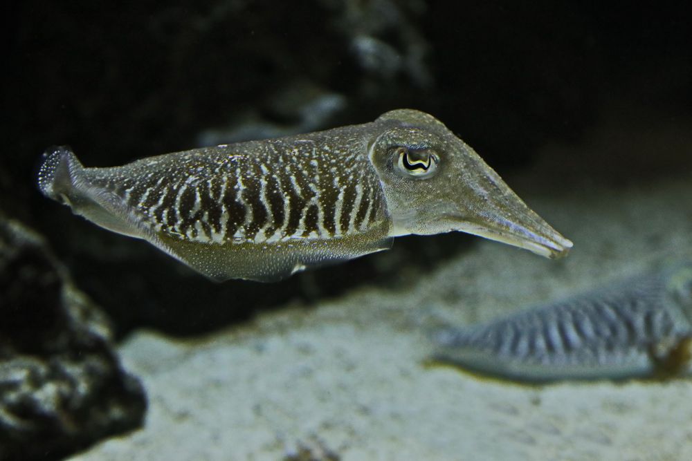 Sepia. Foto & Bild | tiere, zoo, wildpark & falknerei, zoo aquaristik ...