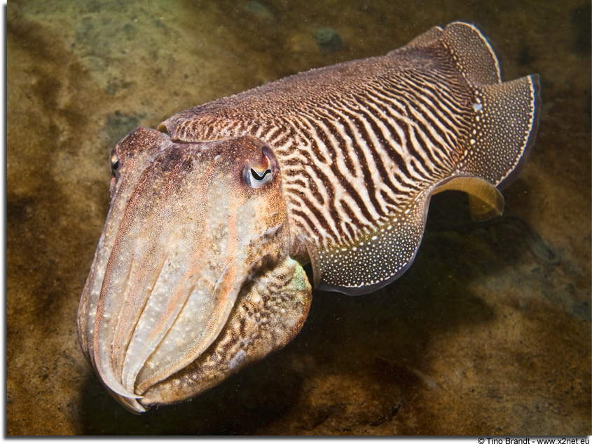 Sepia in der Nordsee im Mai 2009 Foto & Bild | unterwasser, uw ...