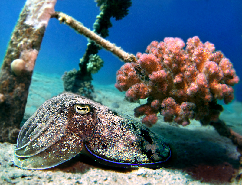 Sepie in der Makadi Bay Foto & Bild | unterwasser, uw-salzwasser, natur ...