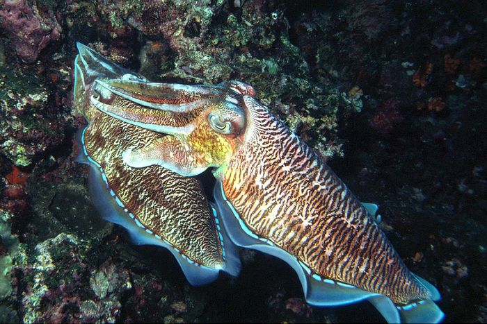 Sepien bei der Paarung Foto & Bild | unterwasser, natur-kreativ ...