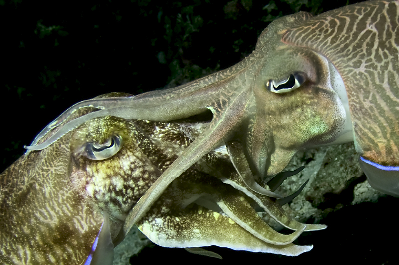Sepien in Love - reload Foto & Bild | unterwasser, uw-salzwasser, natur ...