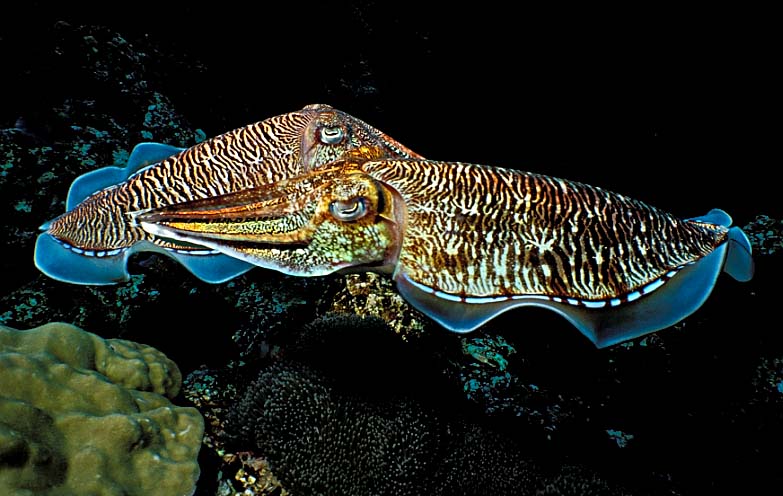 Sepien unter sich Foto & Bild | unterwasser, uw-salzwasser, natur ...