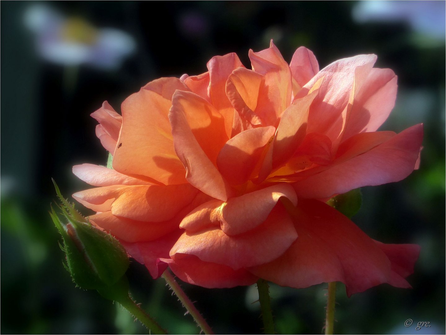 September-Rose Foto & Bild | herbst, rosen, garten Bilder auf fotocommunity