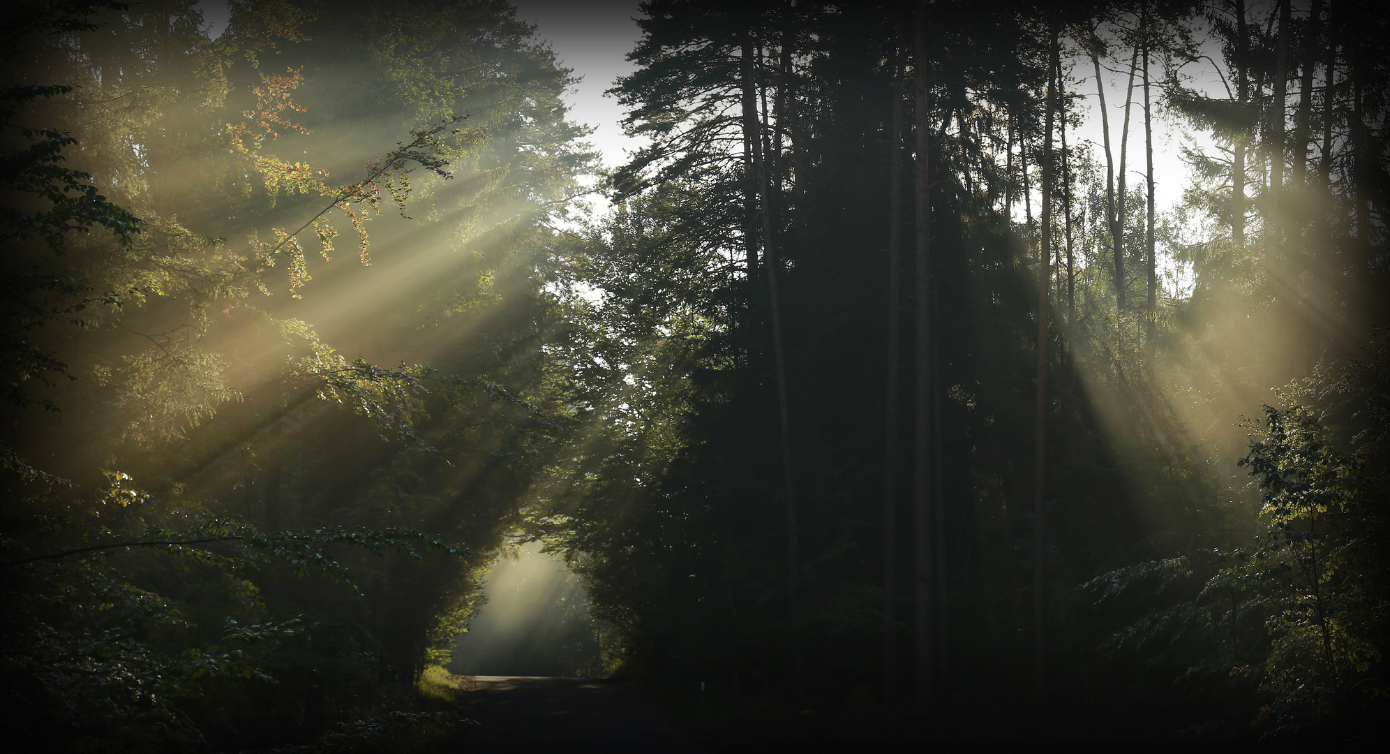 september sun Foto & Bild | wald, bäume, sonne Bilder auf fotocommunity